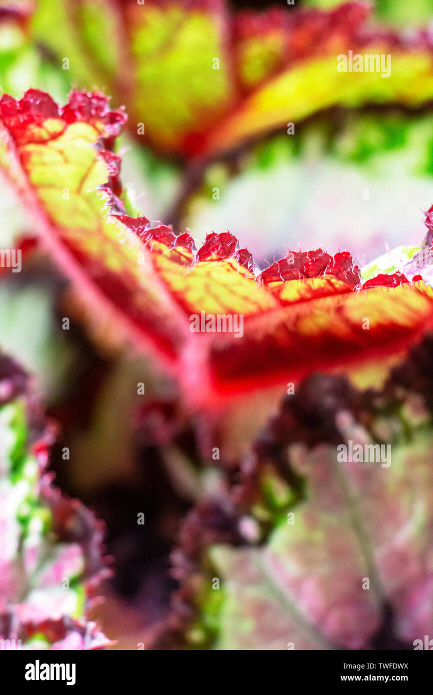 Rex Begonia Begonia Rex High Resolution Stock Photography and Images ...