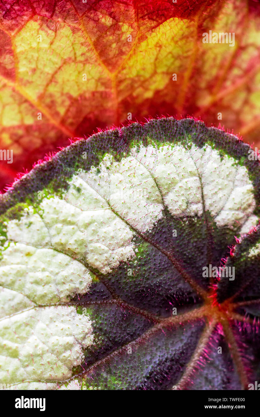Rex Begonia Begonia Rex High Resolution Stock Photography and Images ...