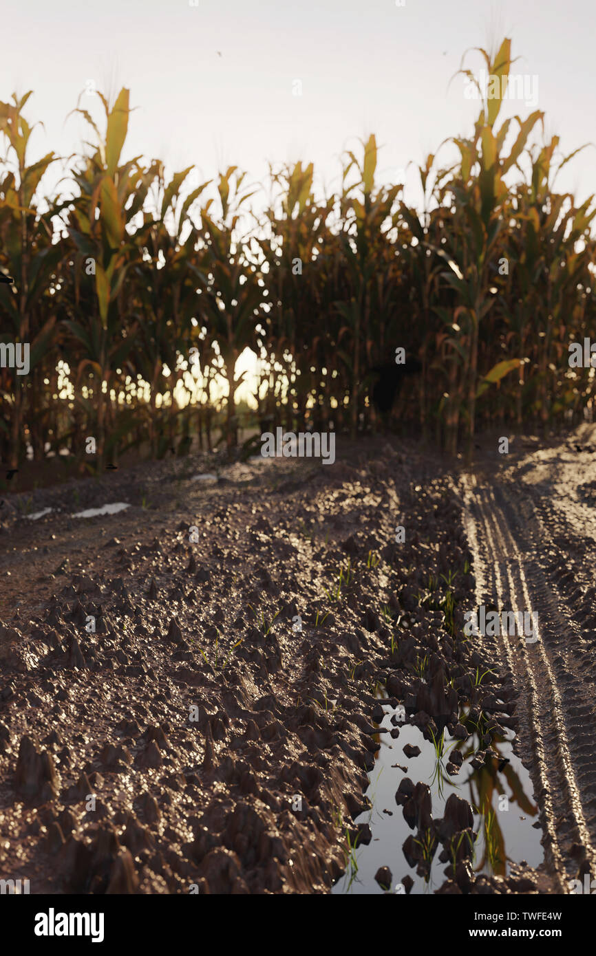 Maize 3d hi-res stock photography and images - Alamy
