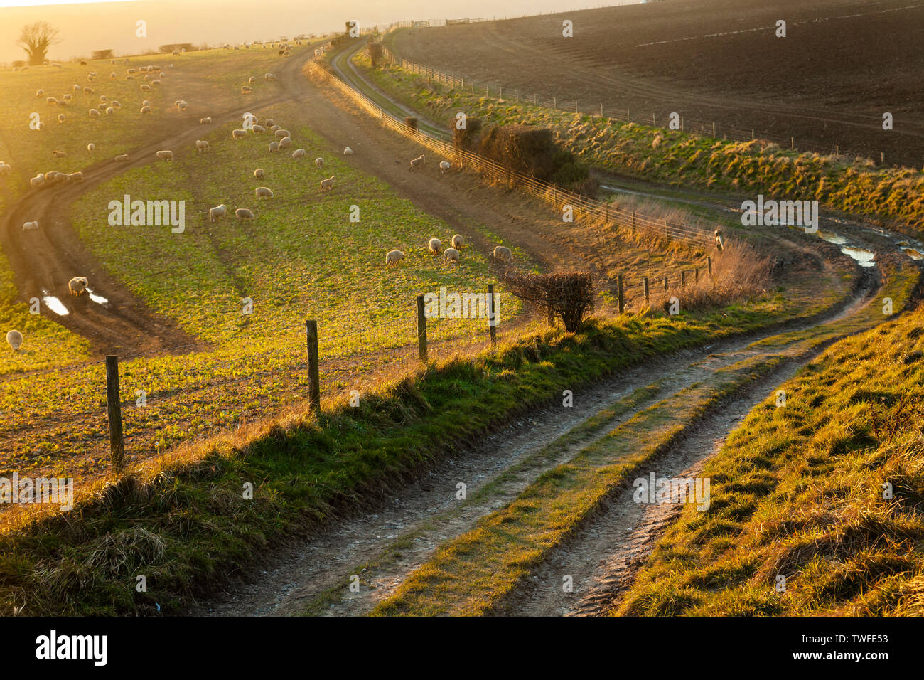 Sheep in south downs national hi-res stock photography and images - Alamy