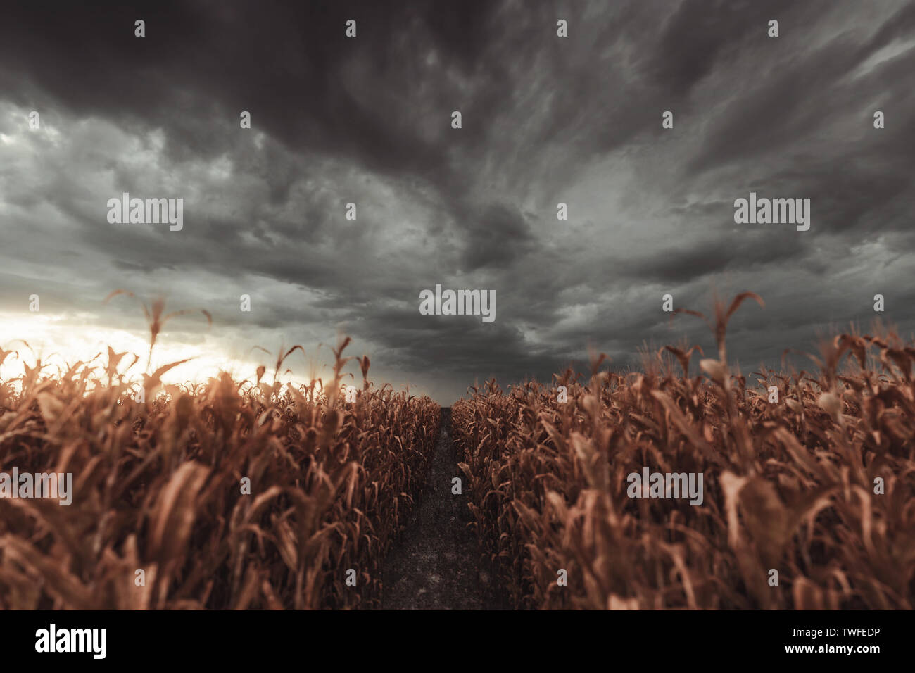 Scary corn field hi-res stock photography and images - Alamy