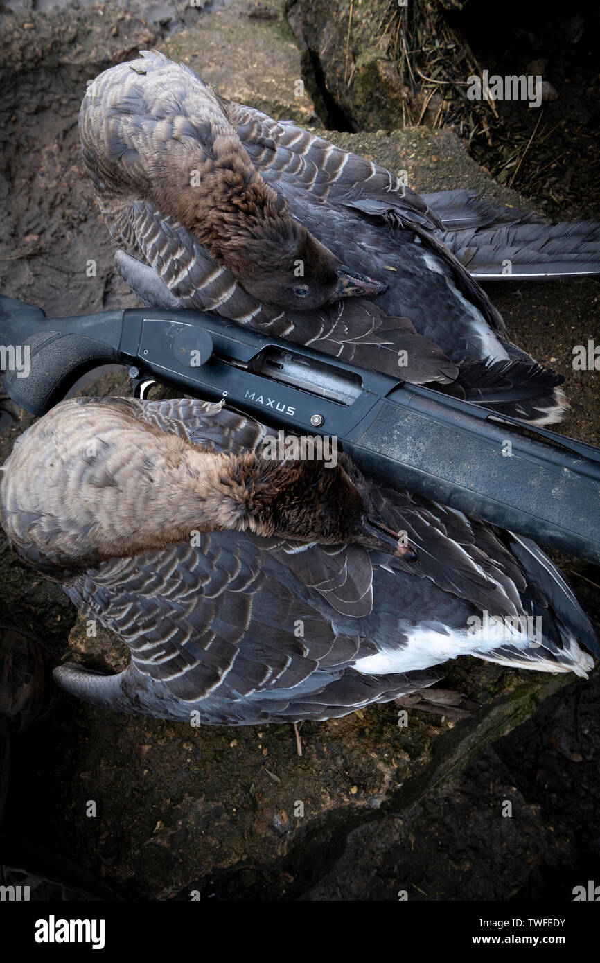 Wild Canada geese and shotgun still life on river inlet Stock Photo - Alamy