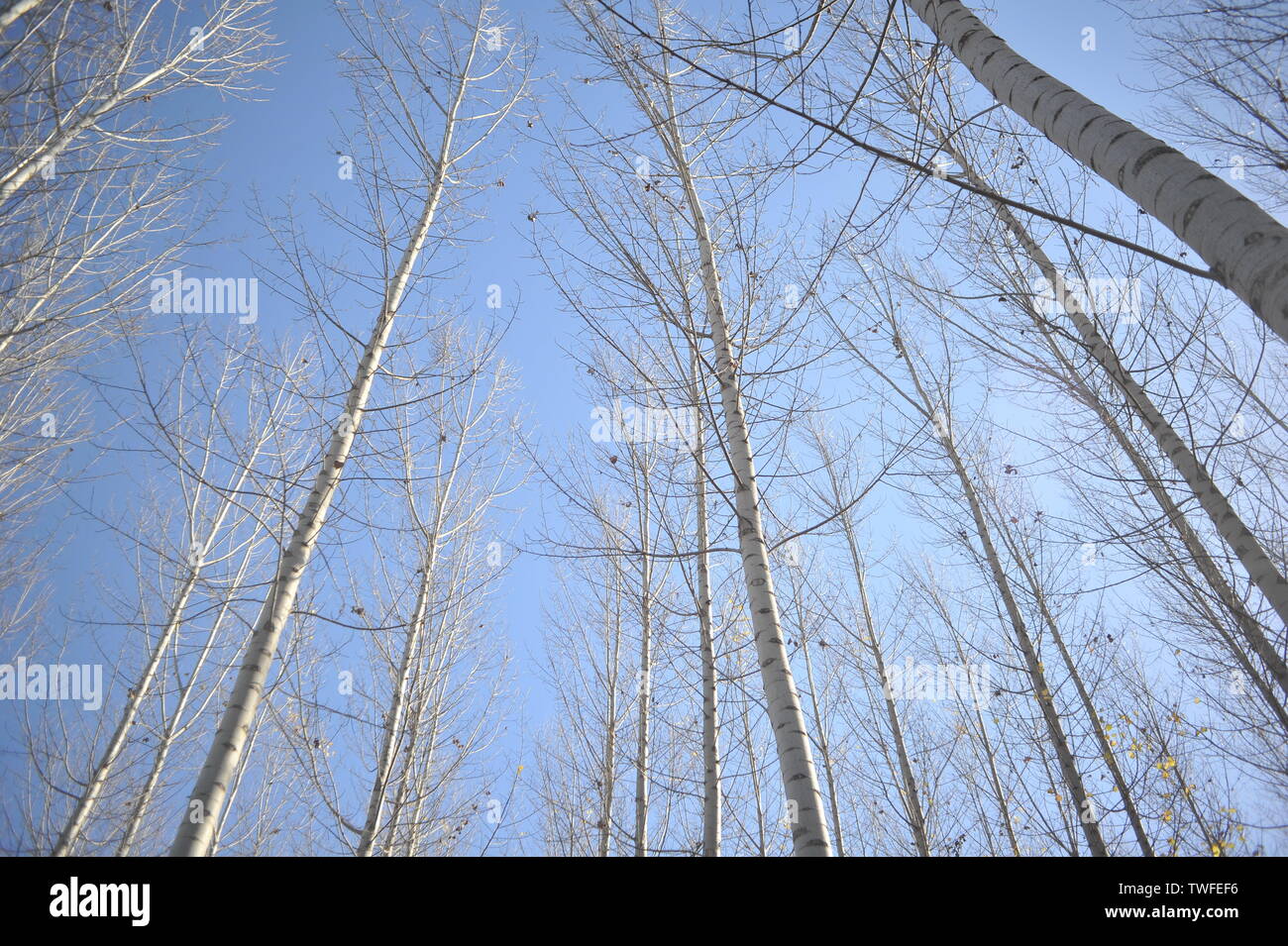 Birch tree without leaves hi-res stock photography and images - Alamy