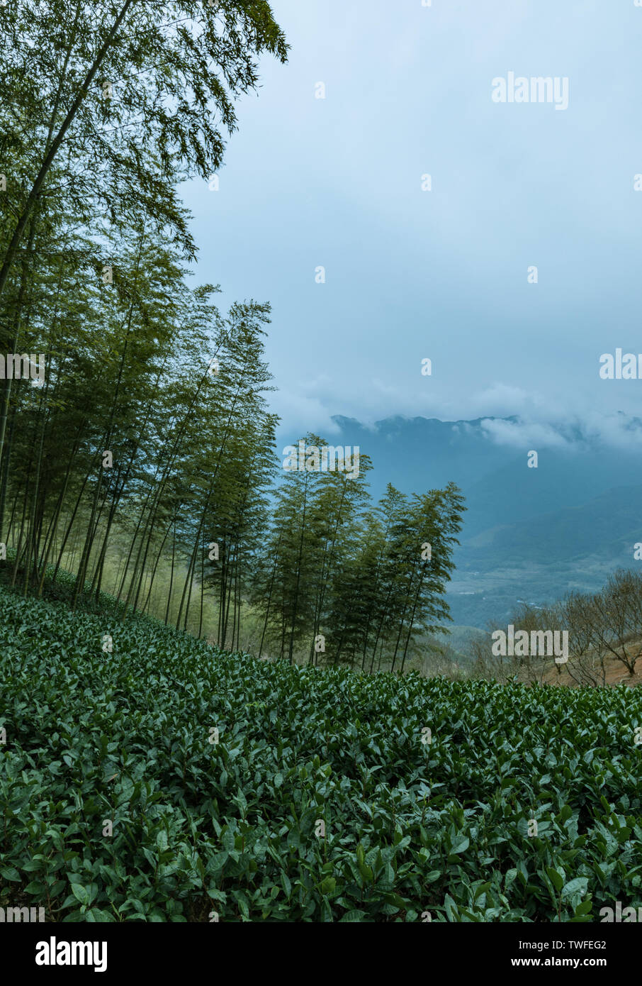 Tea garden fujian hi-res stock photography and images - Alamy