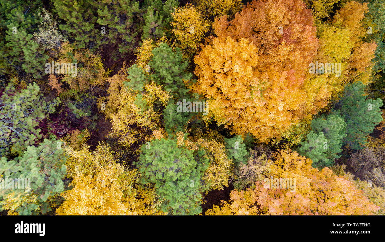 Canopy sunset bird hi-res stock photography and images - Alamy
