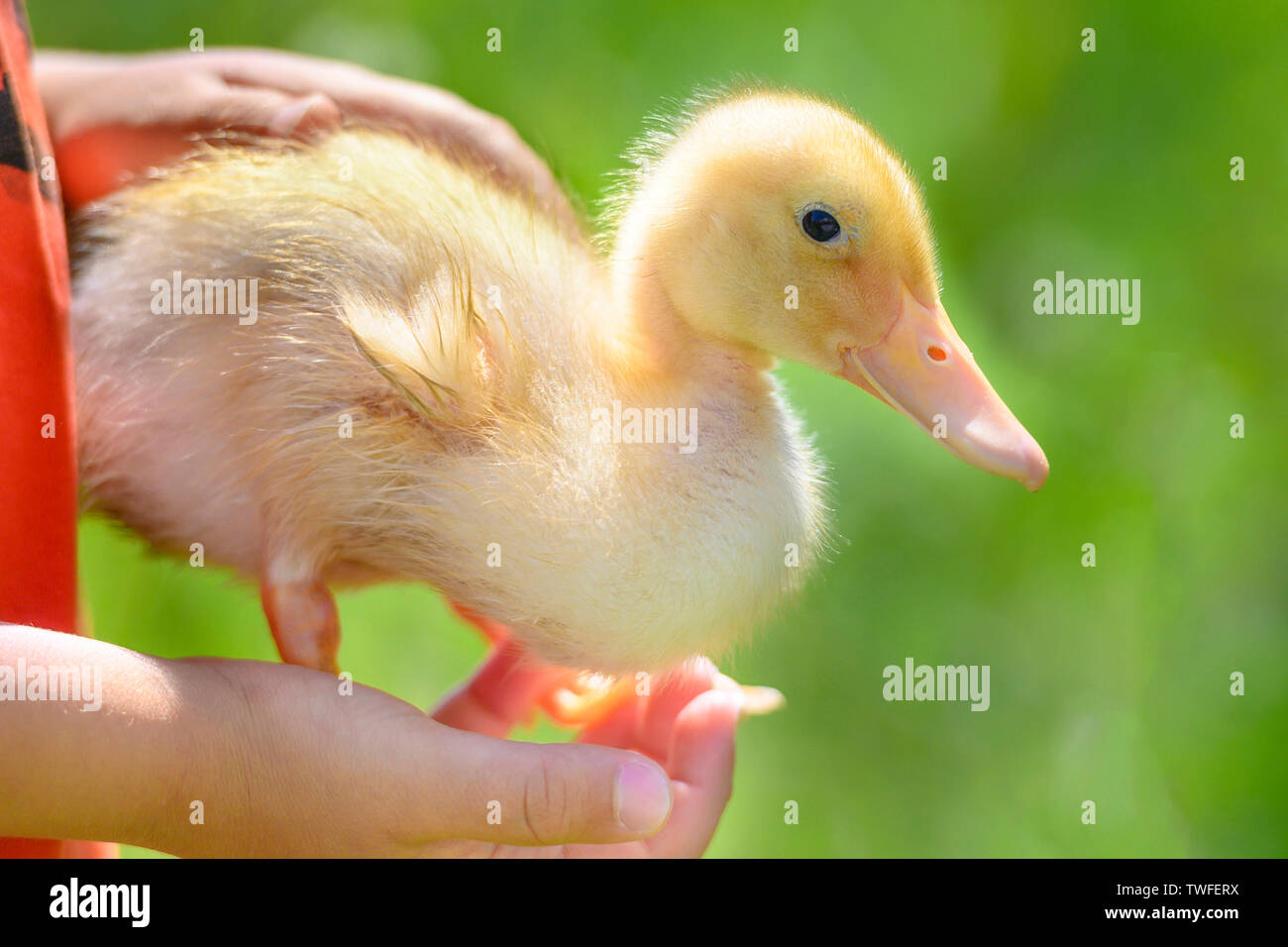 Fuzzy duckling hi-res stock photography and images - Alamy