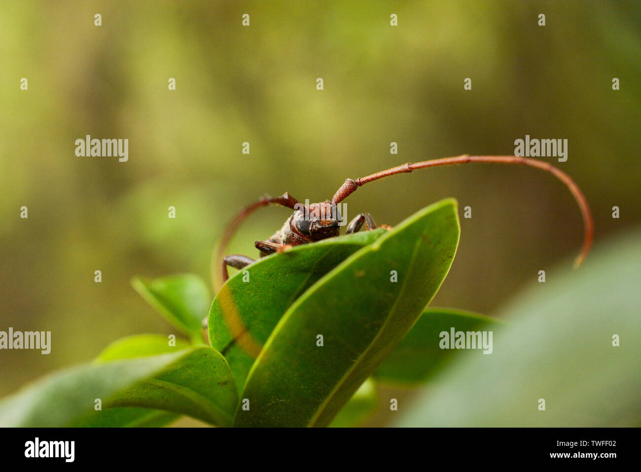 A beetle with long antennae peering over a leaf Stock Photo - Alamy