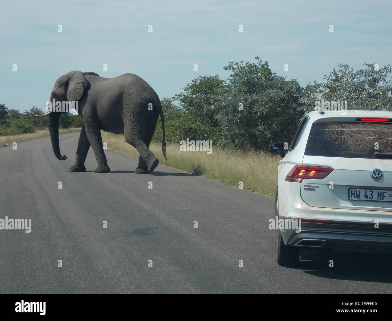 Elephant crossing the road Stock Photo - Alamy