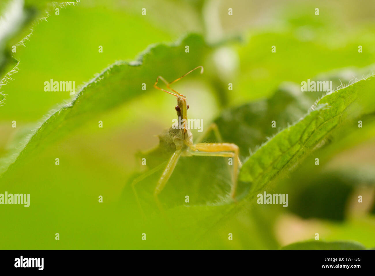 A tiny, green, weird and alien looking nymph of some sort, perched on a ...