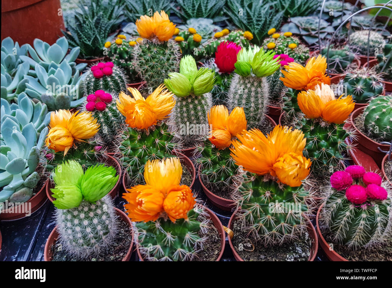 Beautiful flowering cacti collection hi-res stock photography and ...