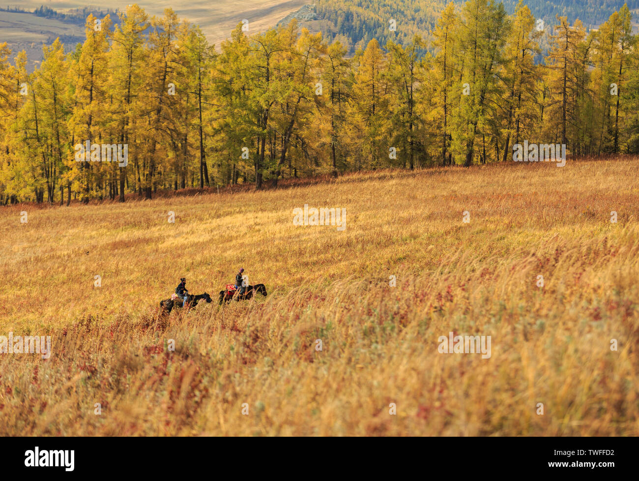 Autumn color of Kanas, Xinjiang Stock Photo - Alamy