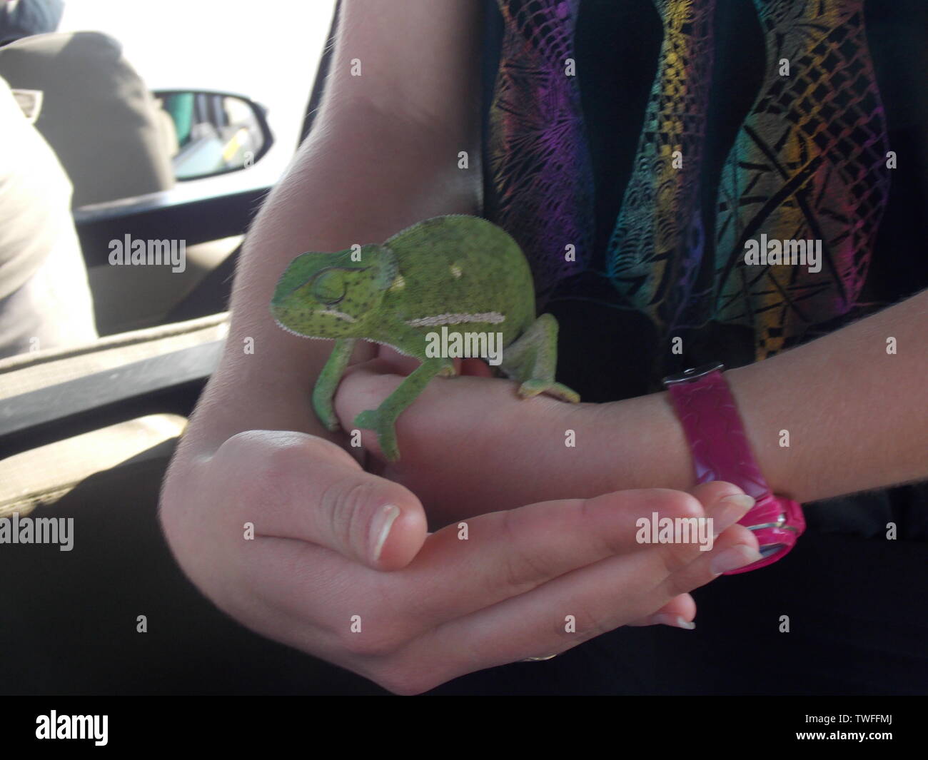 Multi colored chameleon hi-res stock photography and images - Alamy