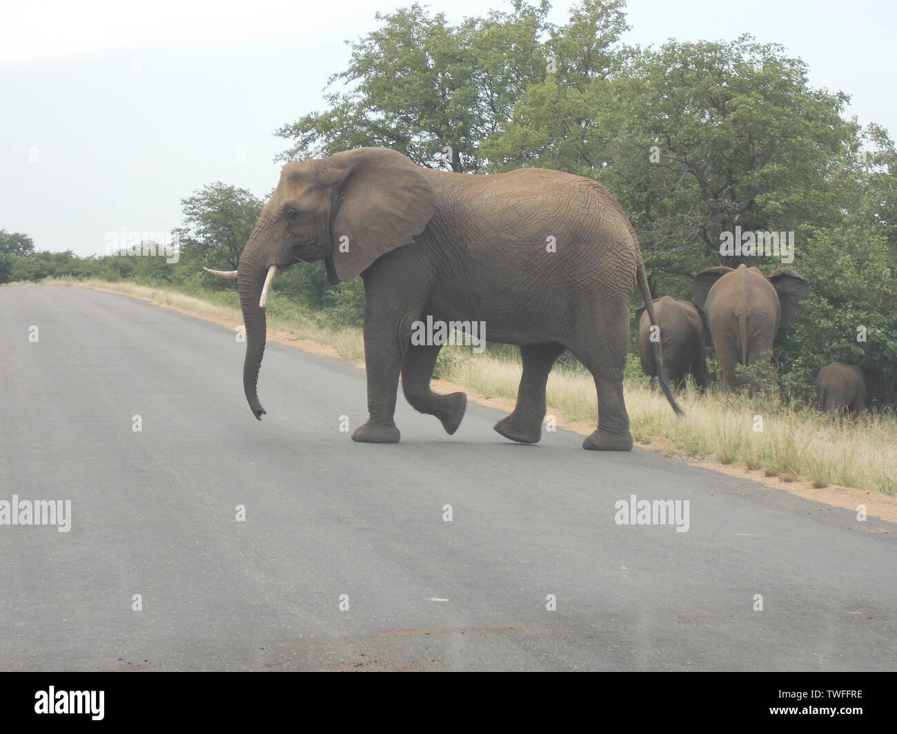 Elephant crossing the road Stock Photo - Alamy