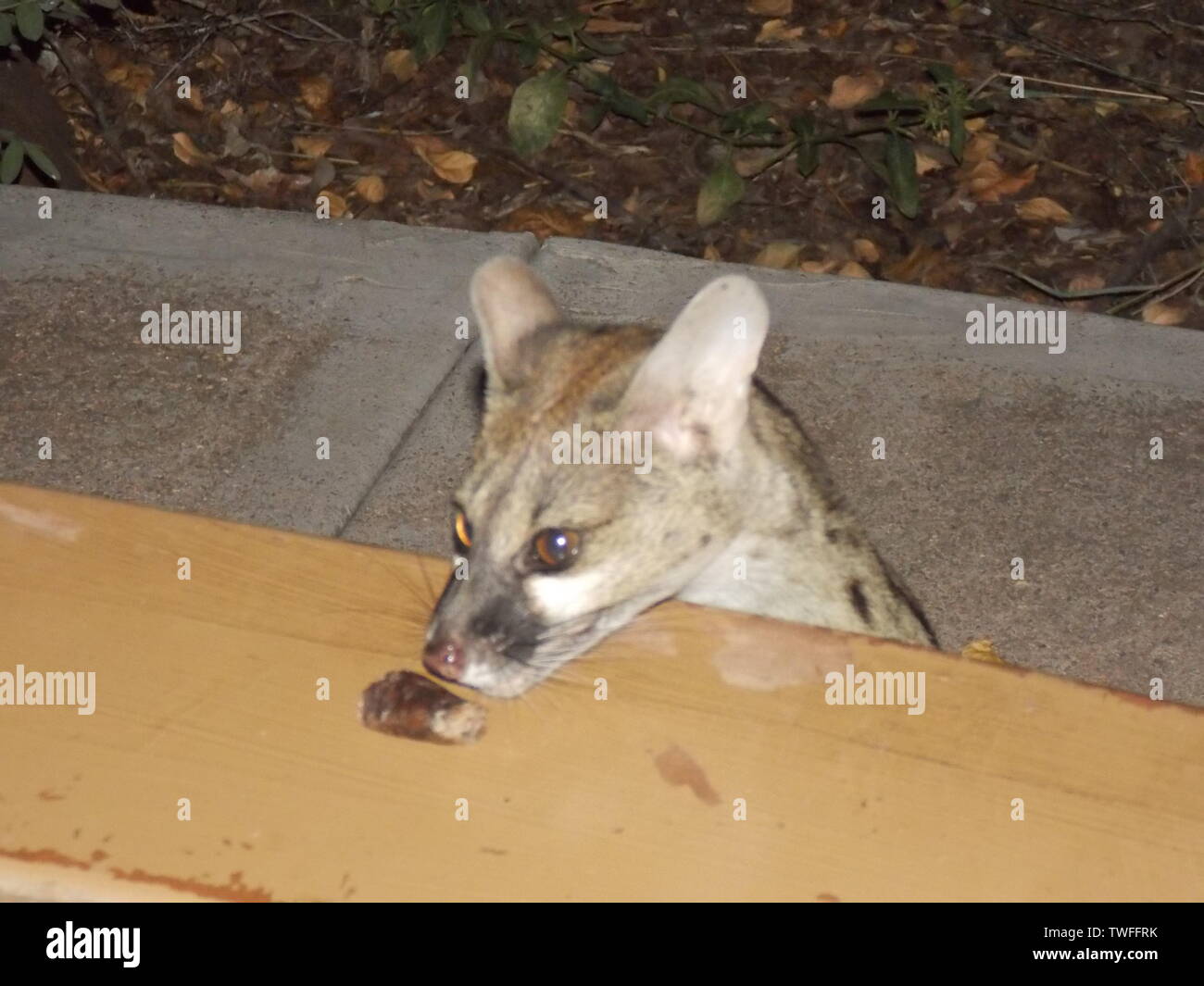 lesser spotted genet, Kruger National Park Stock Photo - Alamy