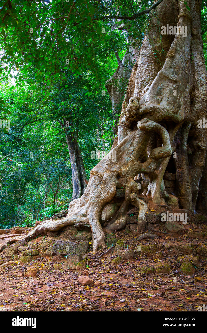 Cambodian tree roots hi-res stock photography and images - Alamy