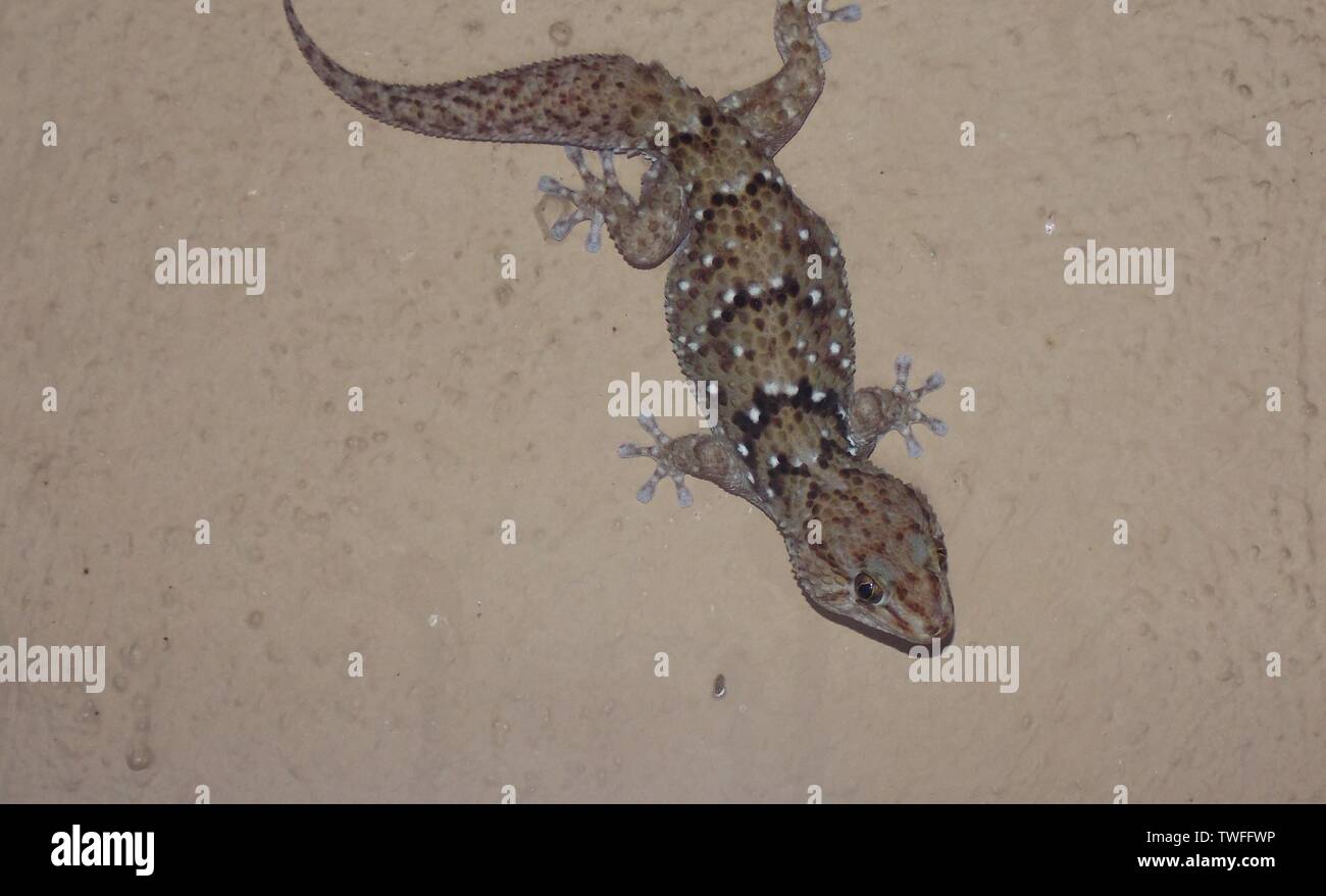 Spotted thick toed gecko hi-res stock photography and images - Alamy