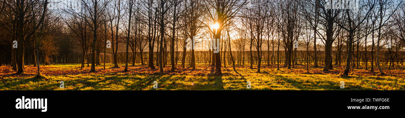 Panoramic web banner of tranquil golden sunlight sunset or sunrise ...