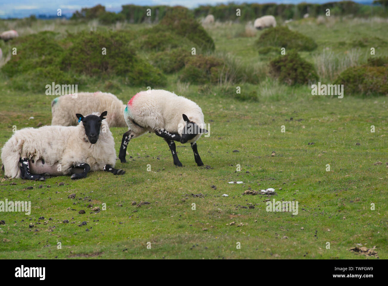 A lamb with an itchy foot a sheep scratching biting foot shepherd Stock ...