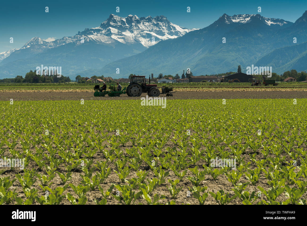 Lettuce farmer tractor hi-res stock photography and images - Alamy
