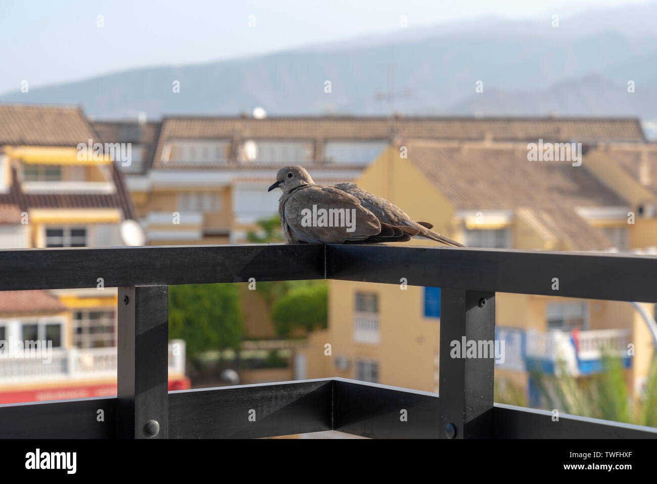 Dove houses hi-res stock photography and images - Alamy