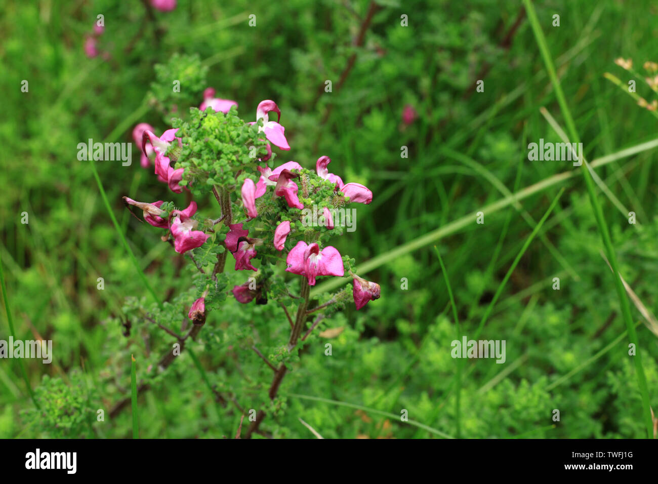 Shangri-La white land, wild flowers, Yunnan Stock Photo - Alamy