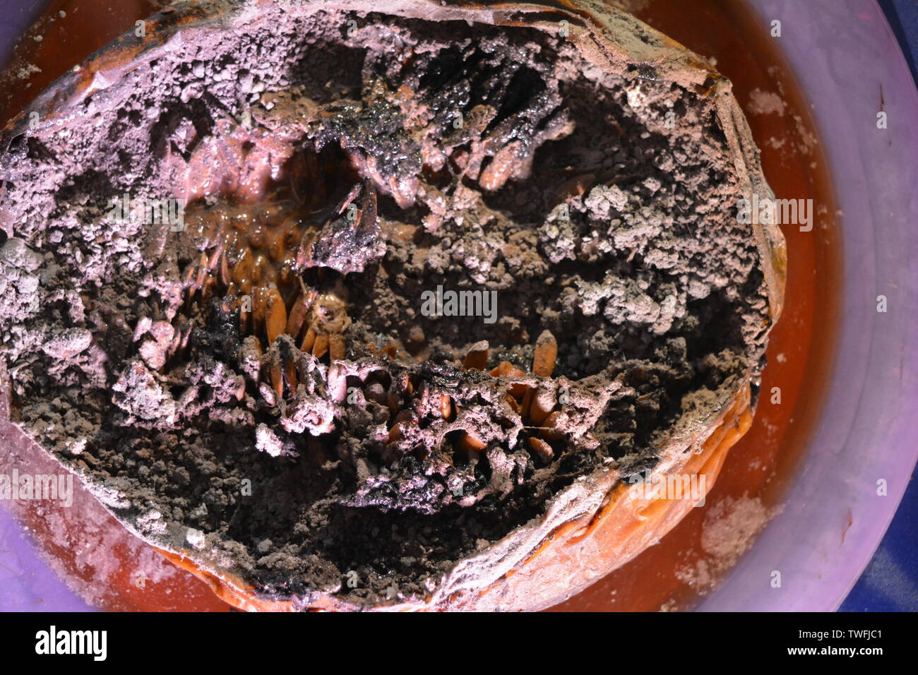 State of decay, daily sequence of the decay of a watermelon, slowly ...