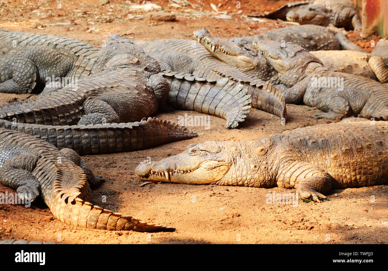 Carnivorous aquatic crocodile hi-res stock photography and images - Alamy