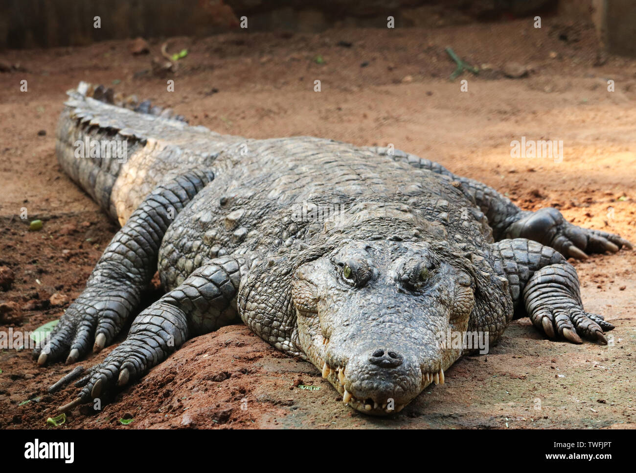 Krokodil Animal