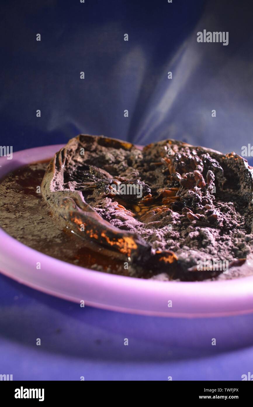 State of decay, daily sequence of the decay of a watermelon, slowly ...