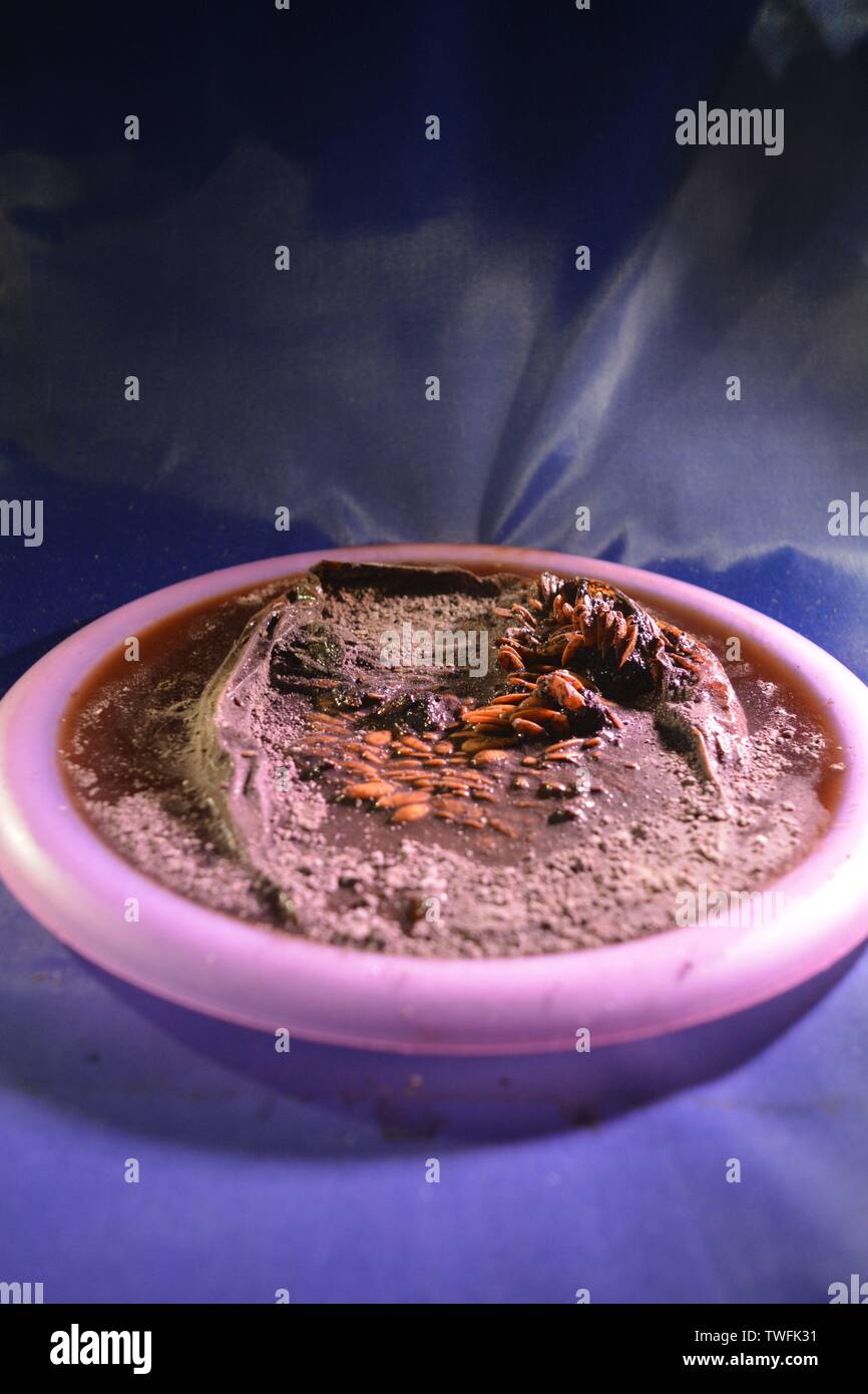 State of decay, daily sequence of the decay of a watermelon, slowly ...