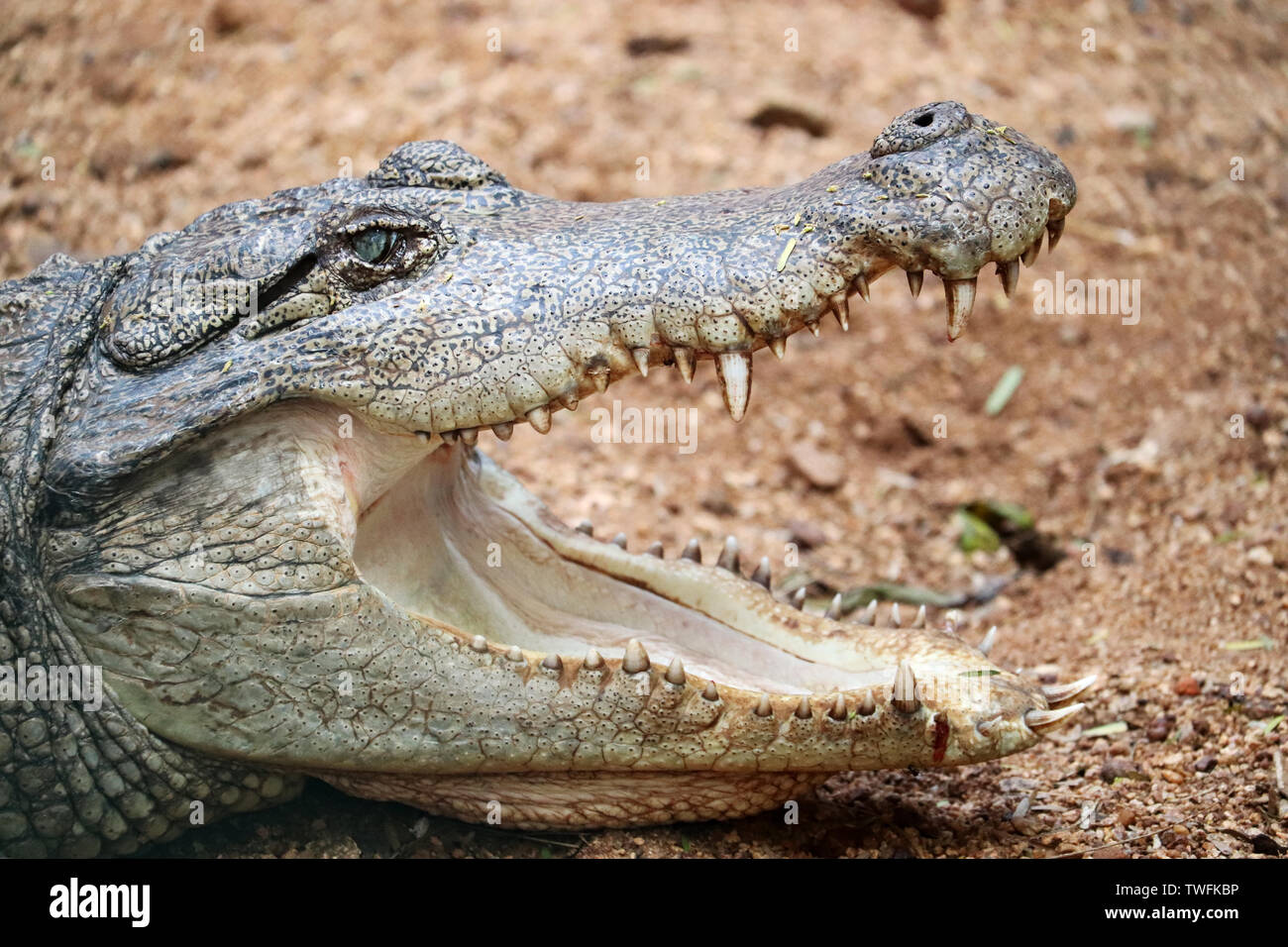 Crocodile a Predator Animal Stock Photo - Alamy