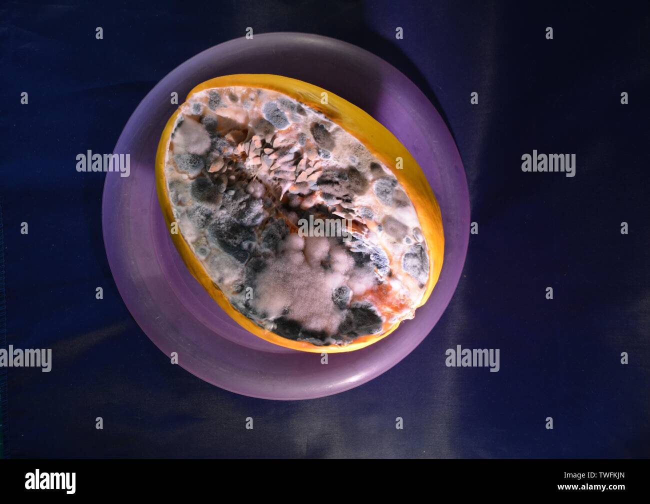 State of decay, daily sequence of the decay of a watermelon, slowly ...