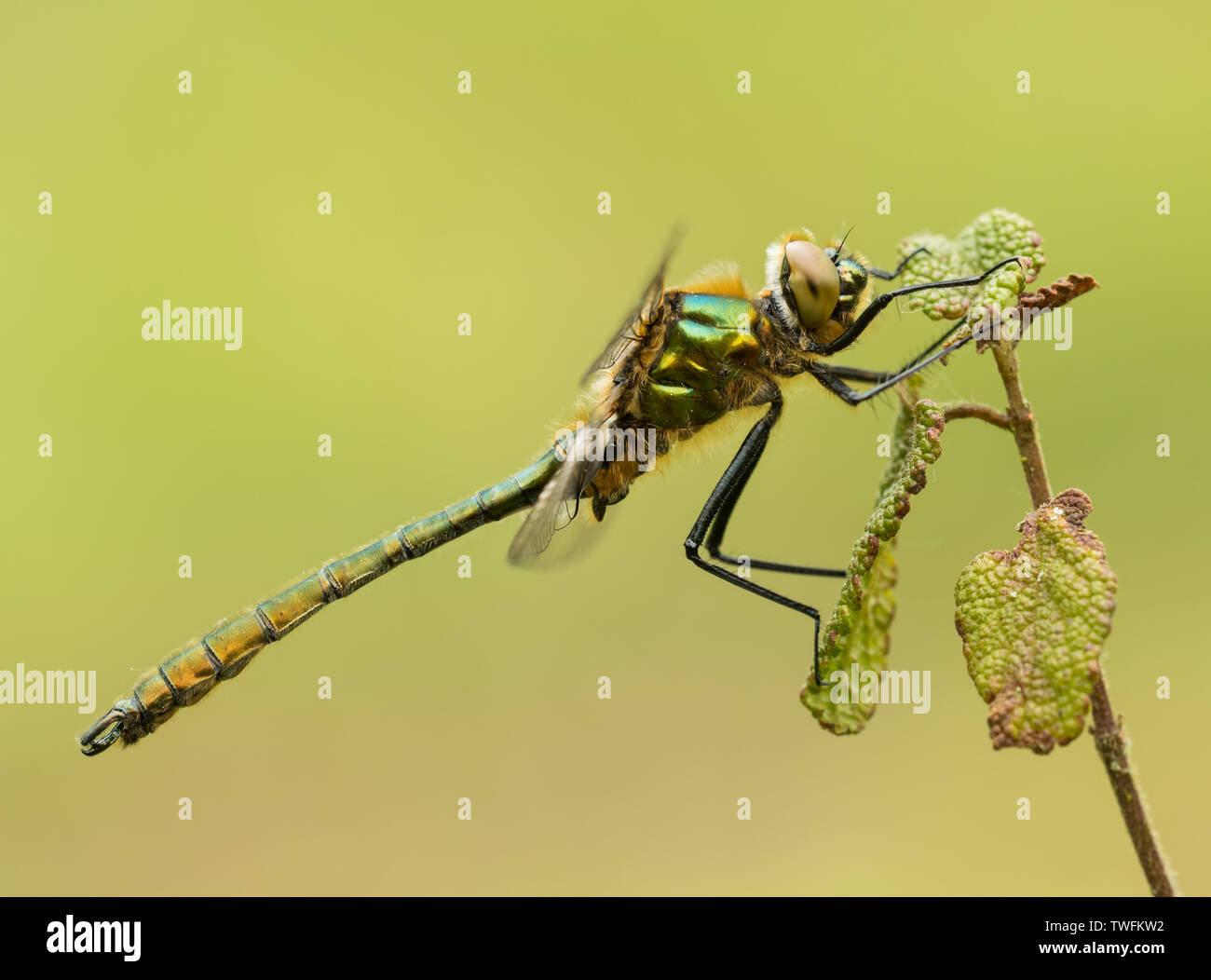 Dragonfly markings hi-res stock photography and images - Alamy
