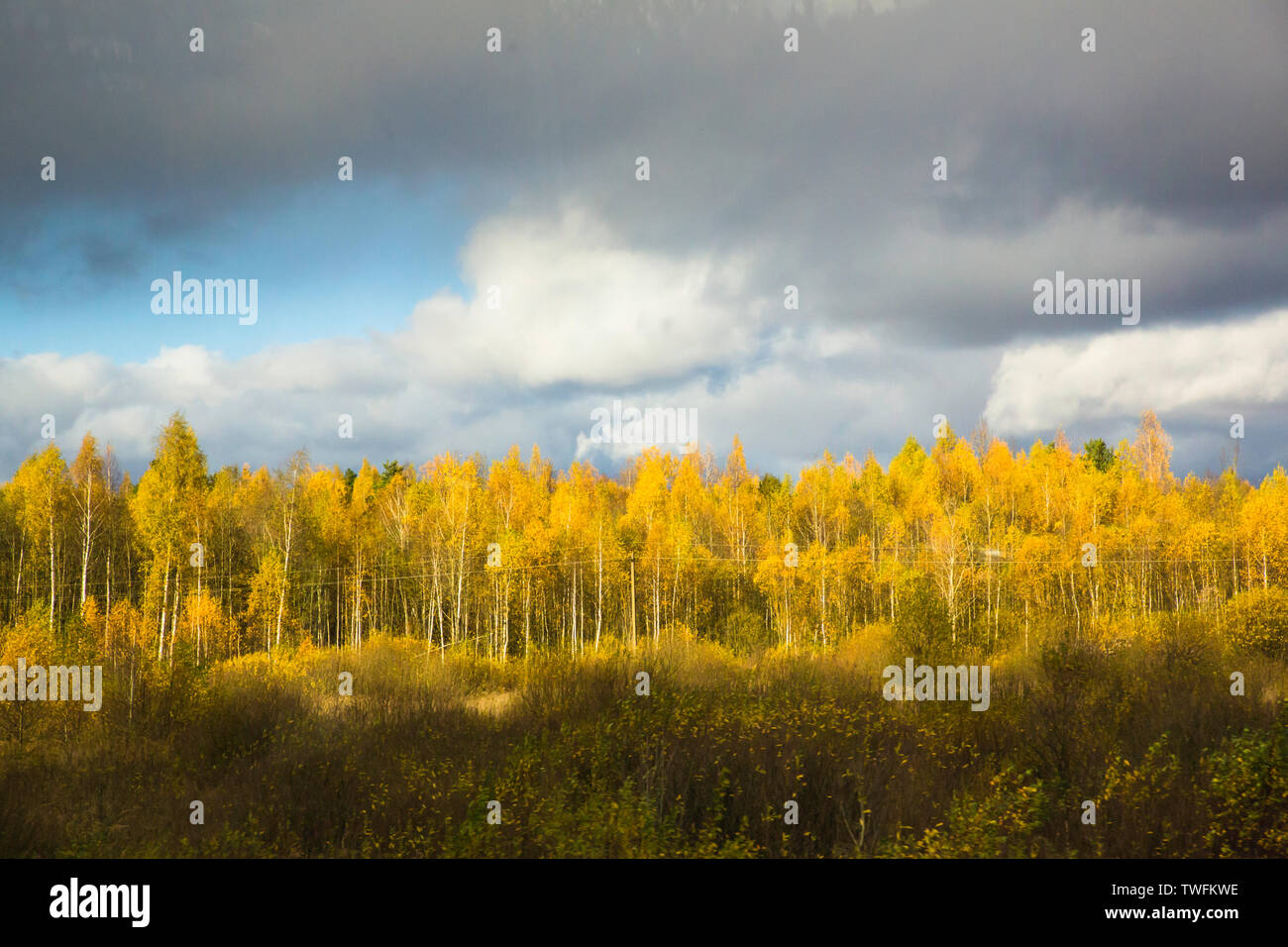 The Russian wilderness of the golden autumn, colorful and heavy, like ...