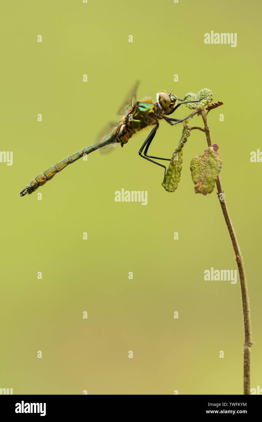 Dragonfly markings hi-res stock photography and images - Alamy