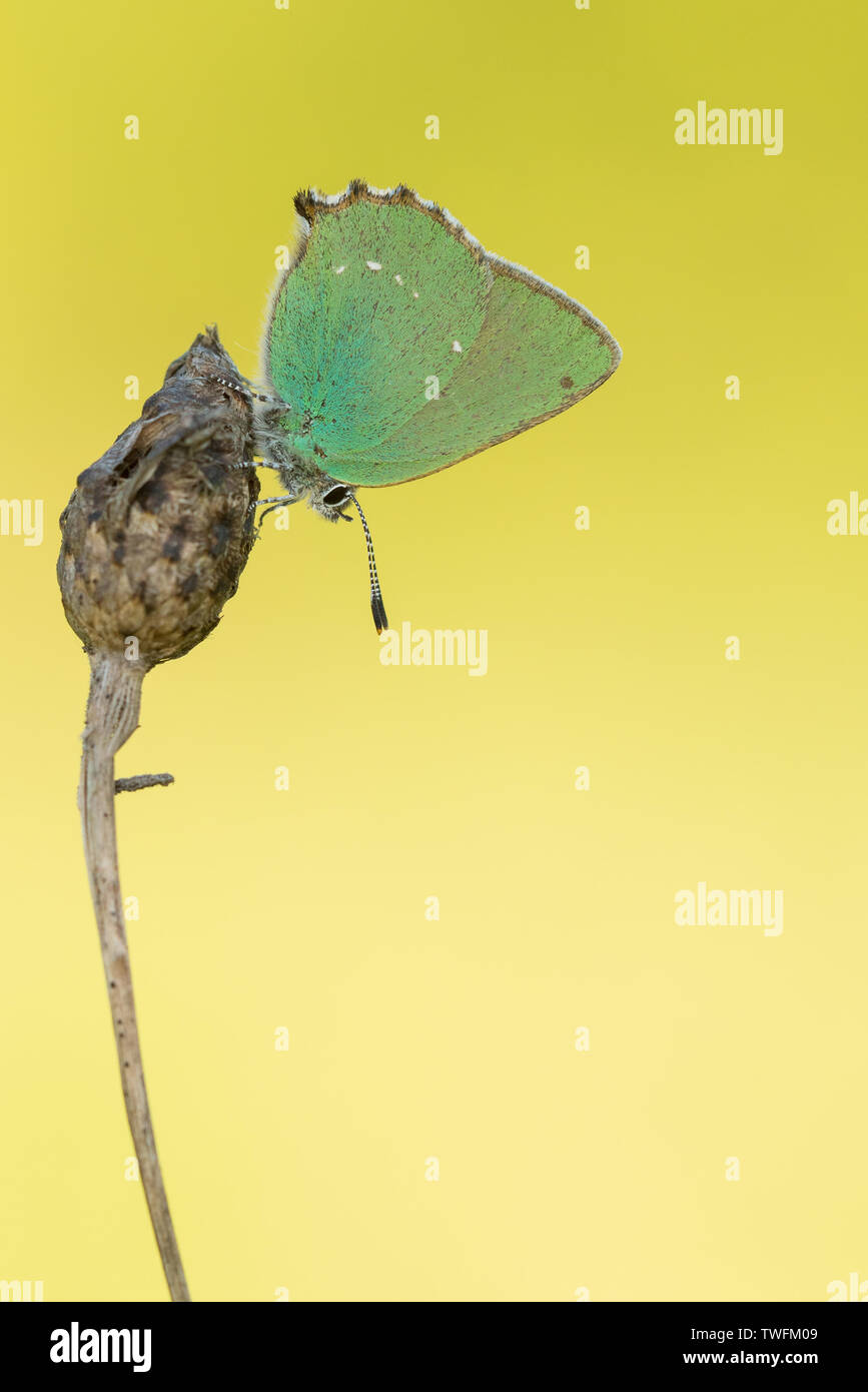 A Green hairstreak butterfly (Callophrys rubi) roosting on a plant on ...
