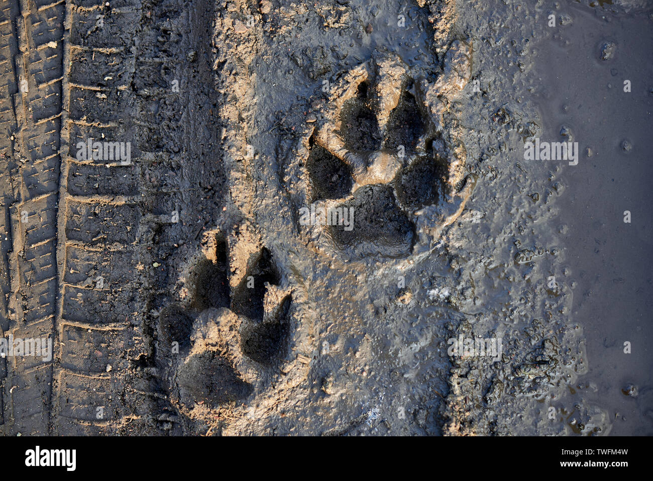 Footprints on a muddy road with a puddle Stock Photo - Alamy