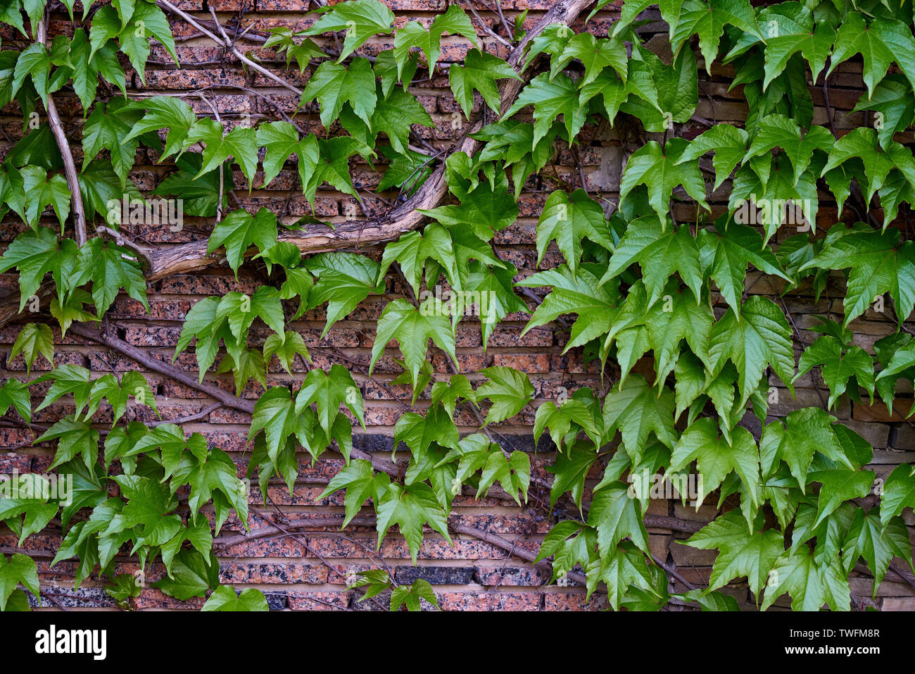 Green leaves on a brick wall Stock Photo - Alamy