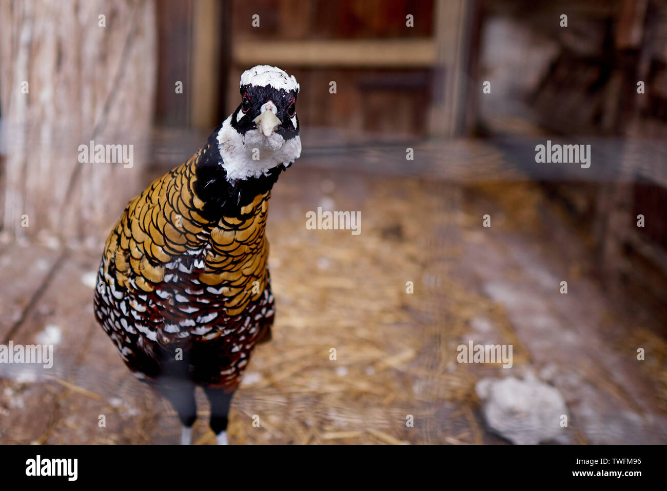 Fowl in the aviary close-up Stock Photo - Alamy