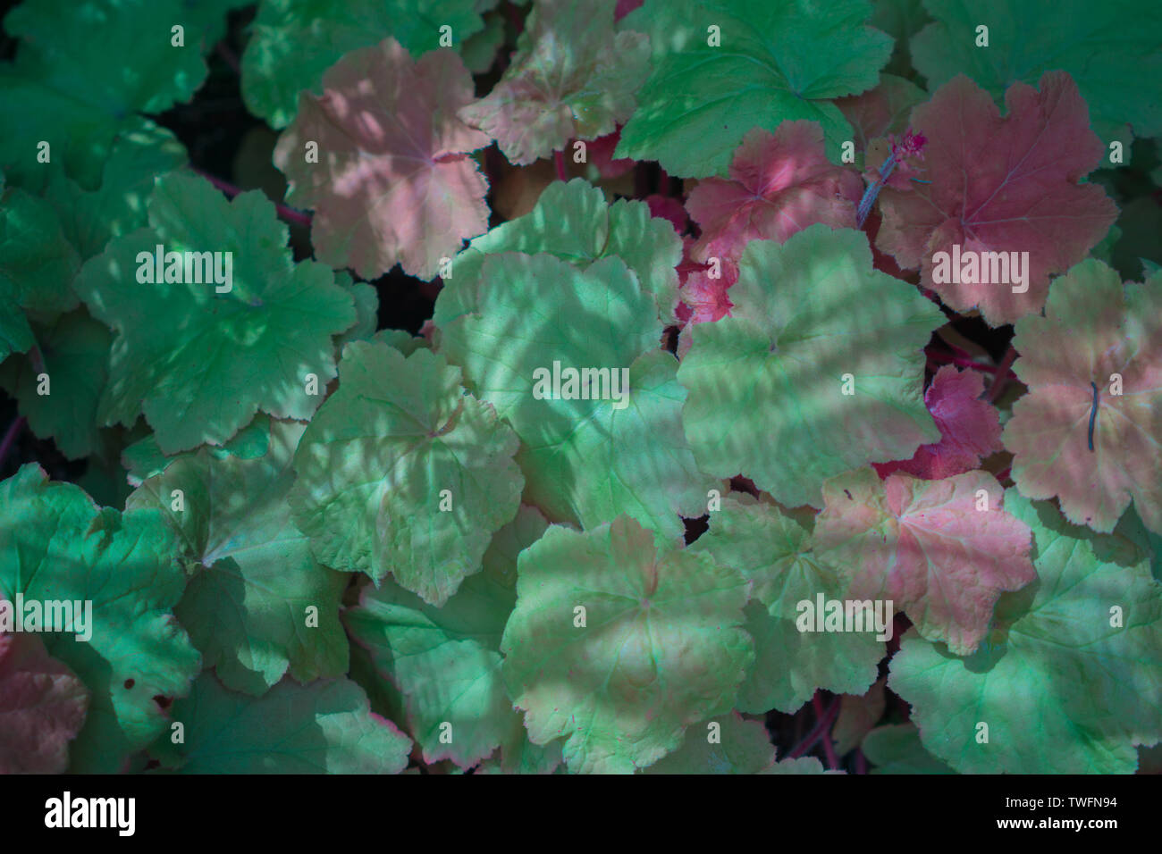 colorful leaves background with natural shade sunlight Stock Photo - Alamy