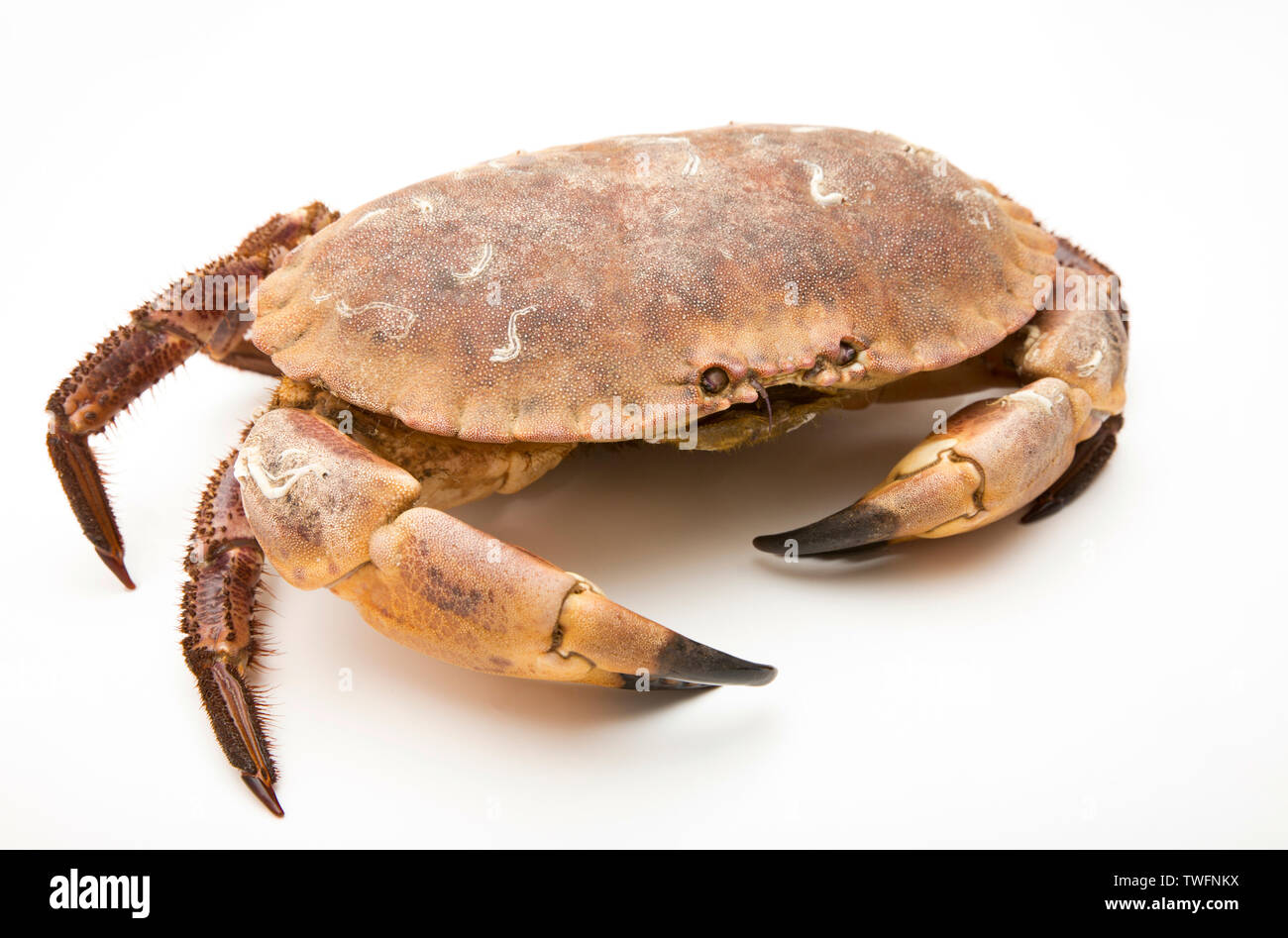 A live female edible, or brown, crab, Cancer pagurus, caught in a pot ...