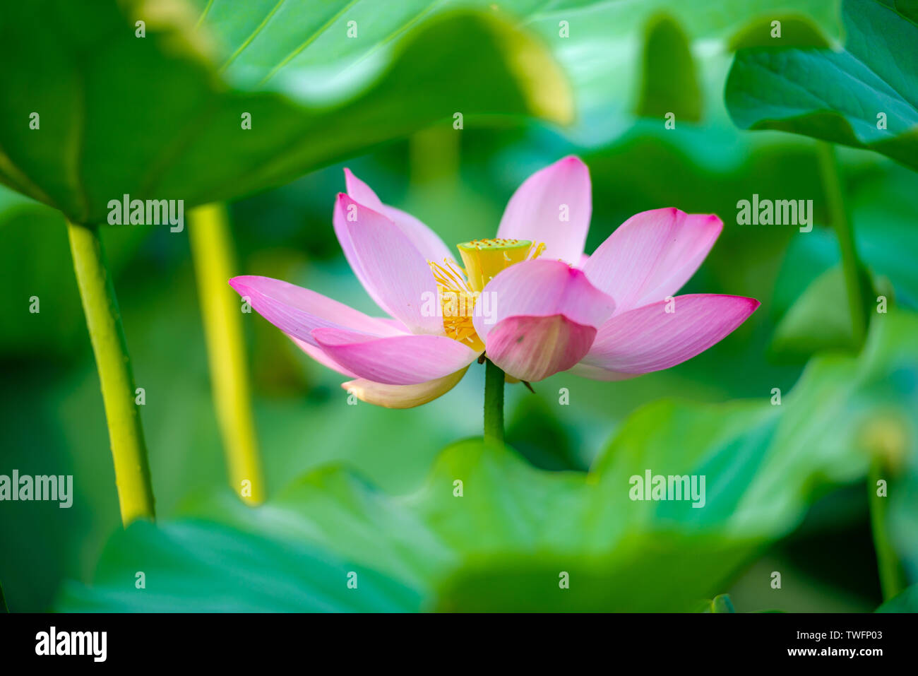 A lotus hidden in the middle of the lotus leaf Stock Photo - Alamy