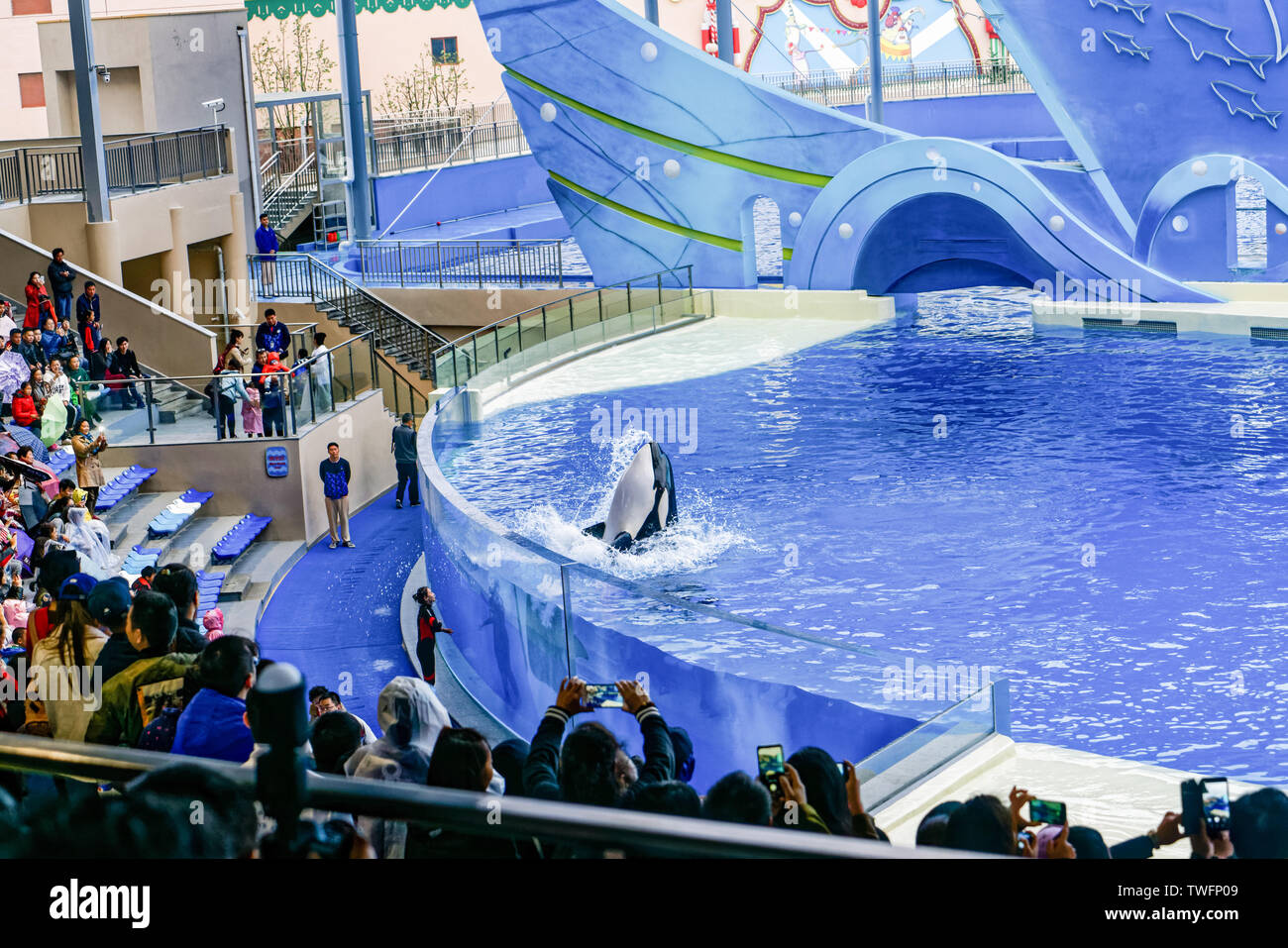 Haichang Ocean Park orca performance in Shanghai Stock Photo - Alamy