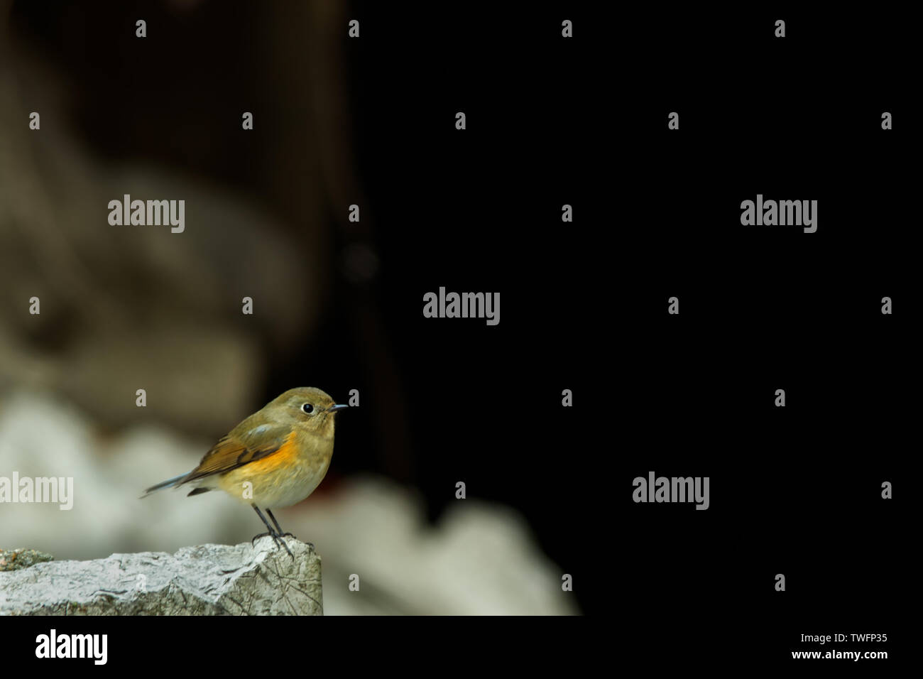 Bird close-up - small birds Stock Photo - Alamy