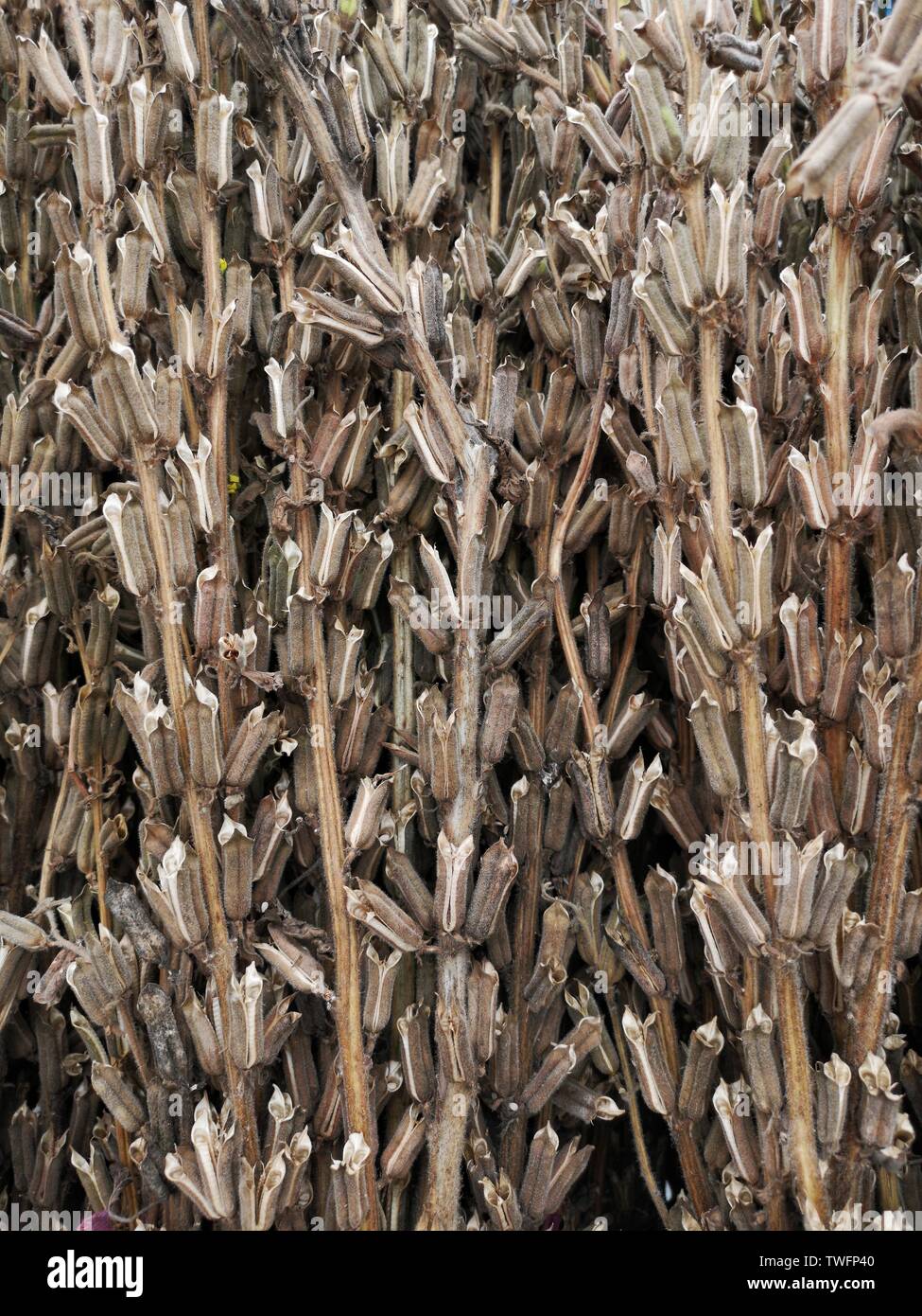 Sun-dried sesame straw Stock Photo - Alamy