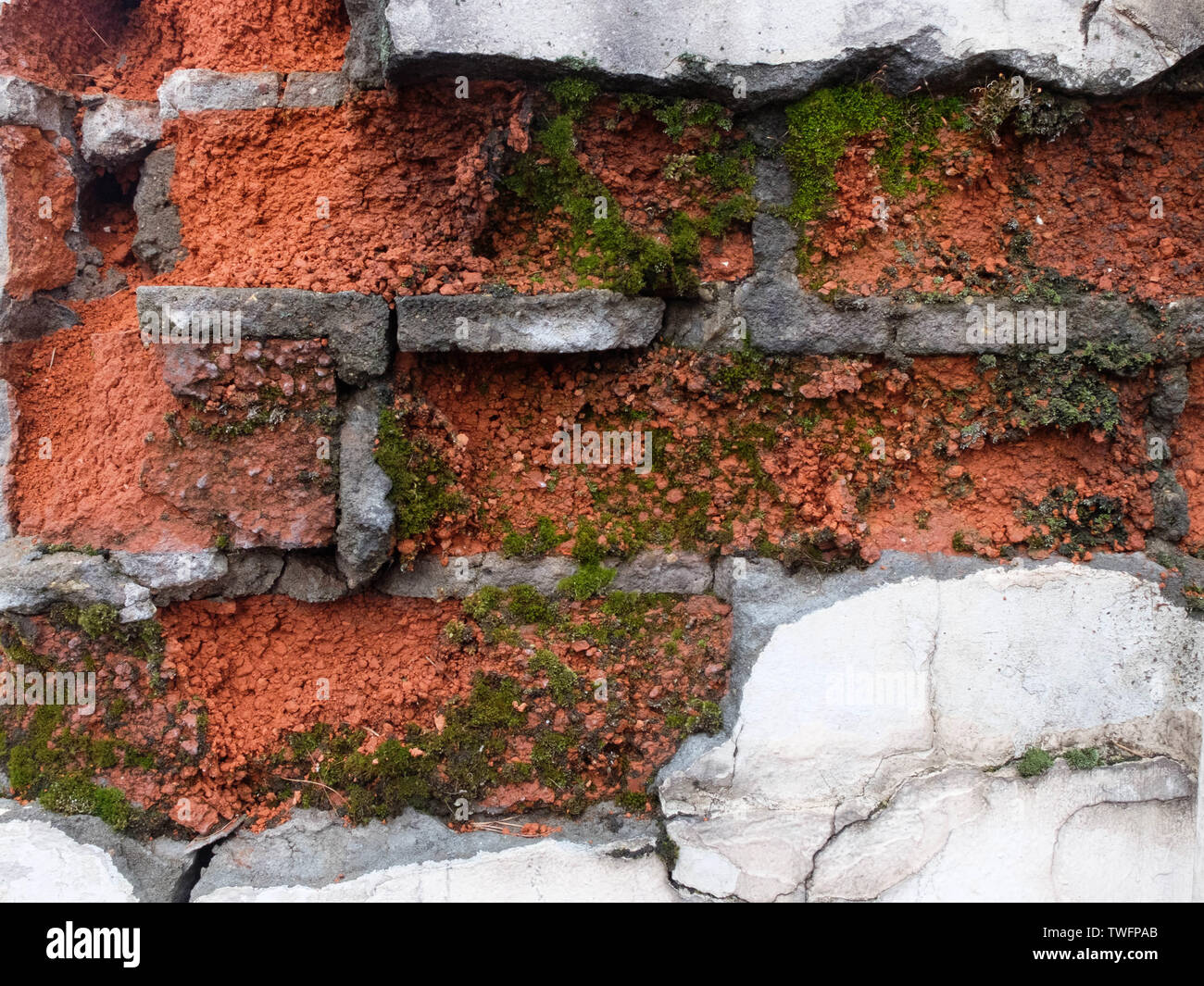Decaying of erosion mossy red brick wall with remains of plaster of ...