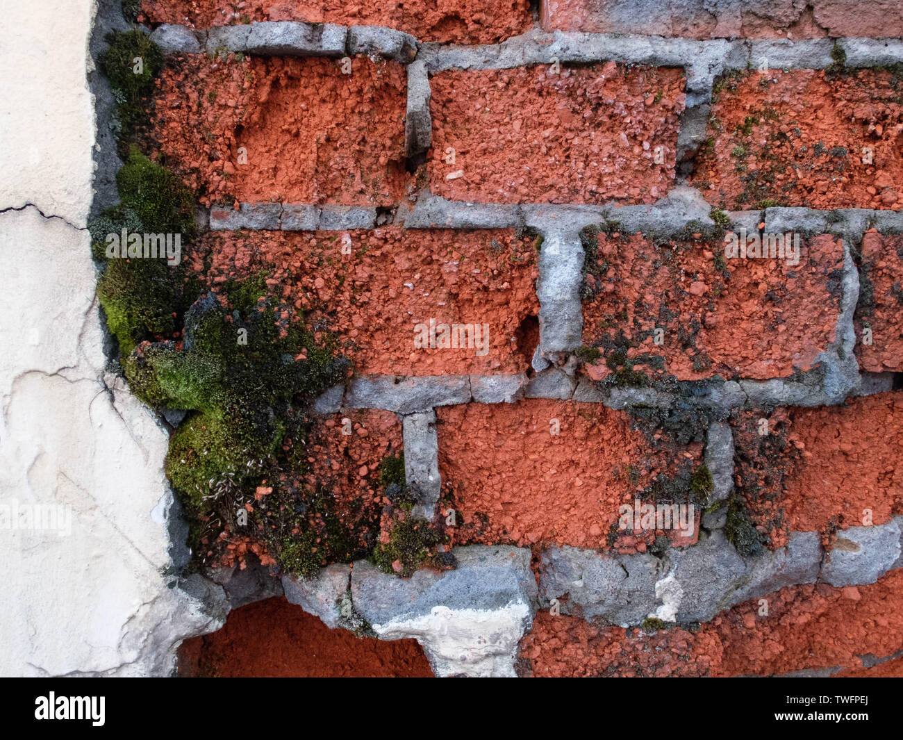 Decaying of erosion mossy red brick wall with remains of plaster of ...