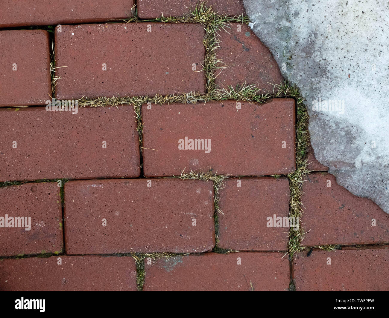 Grass grows through pavement of the sidewalk Stock Photo - Alamy