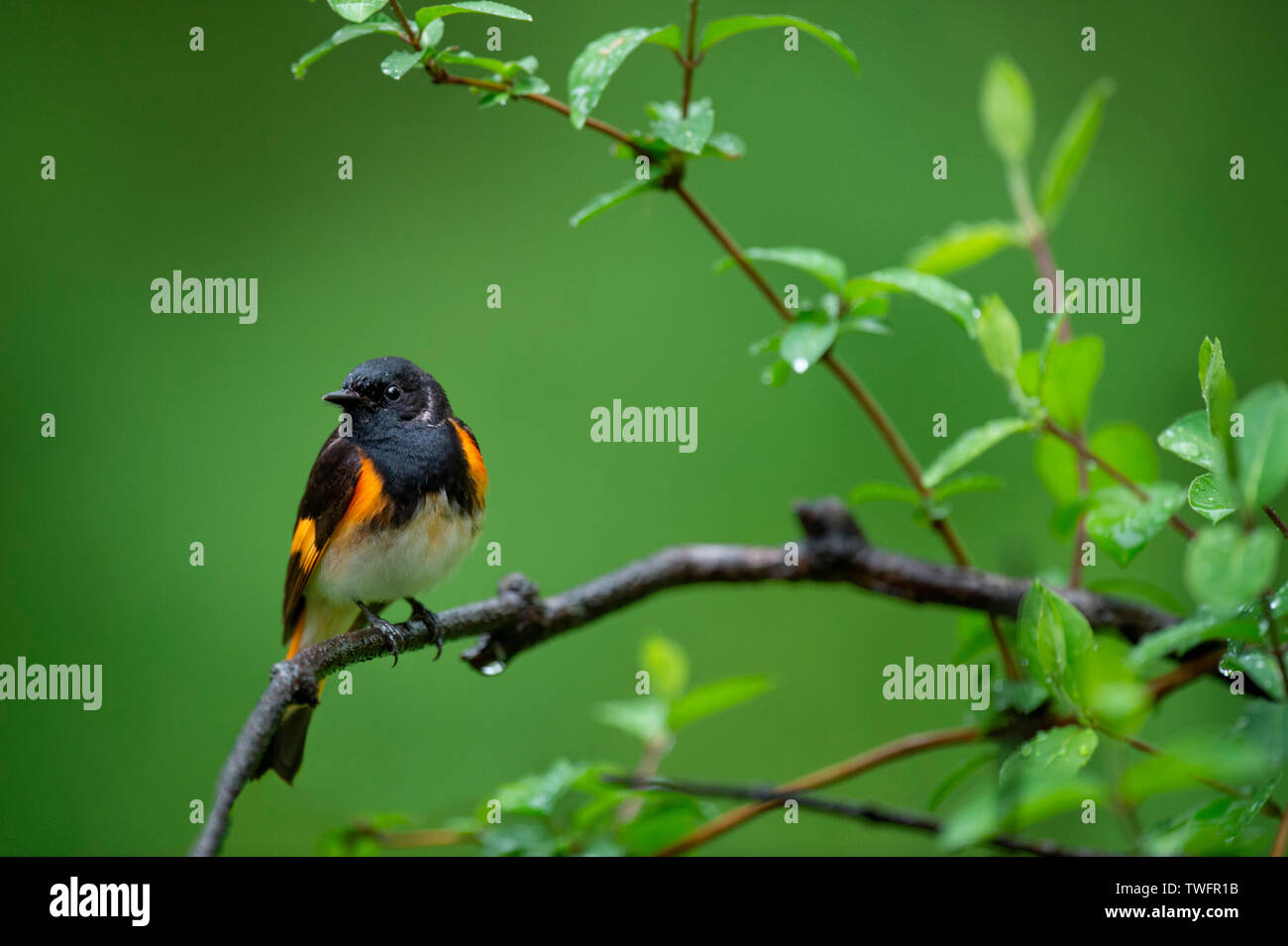 American redstart hi-res stock photography and images - Alamy
