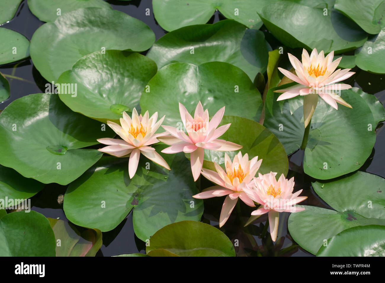 Chinese waterlily hi-res stock photography and images - Alamy